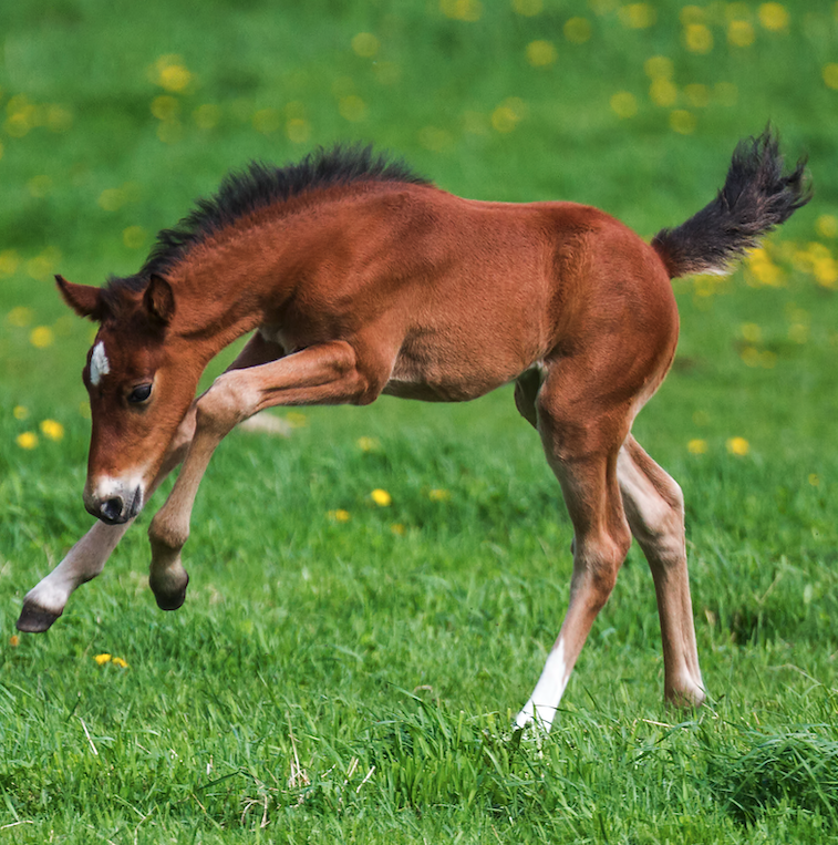 Essential hoof care advice for a long active life (and why newborn ...