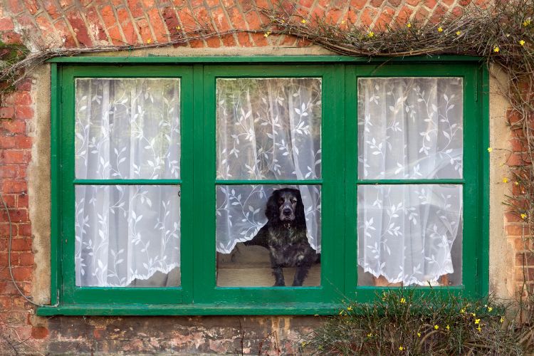 These 10 everyday household items can seriously hurt your dog