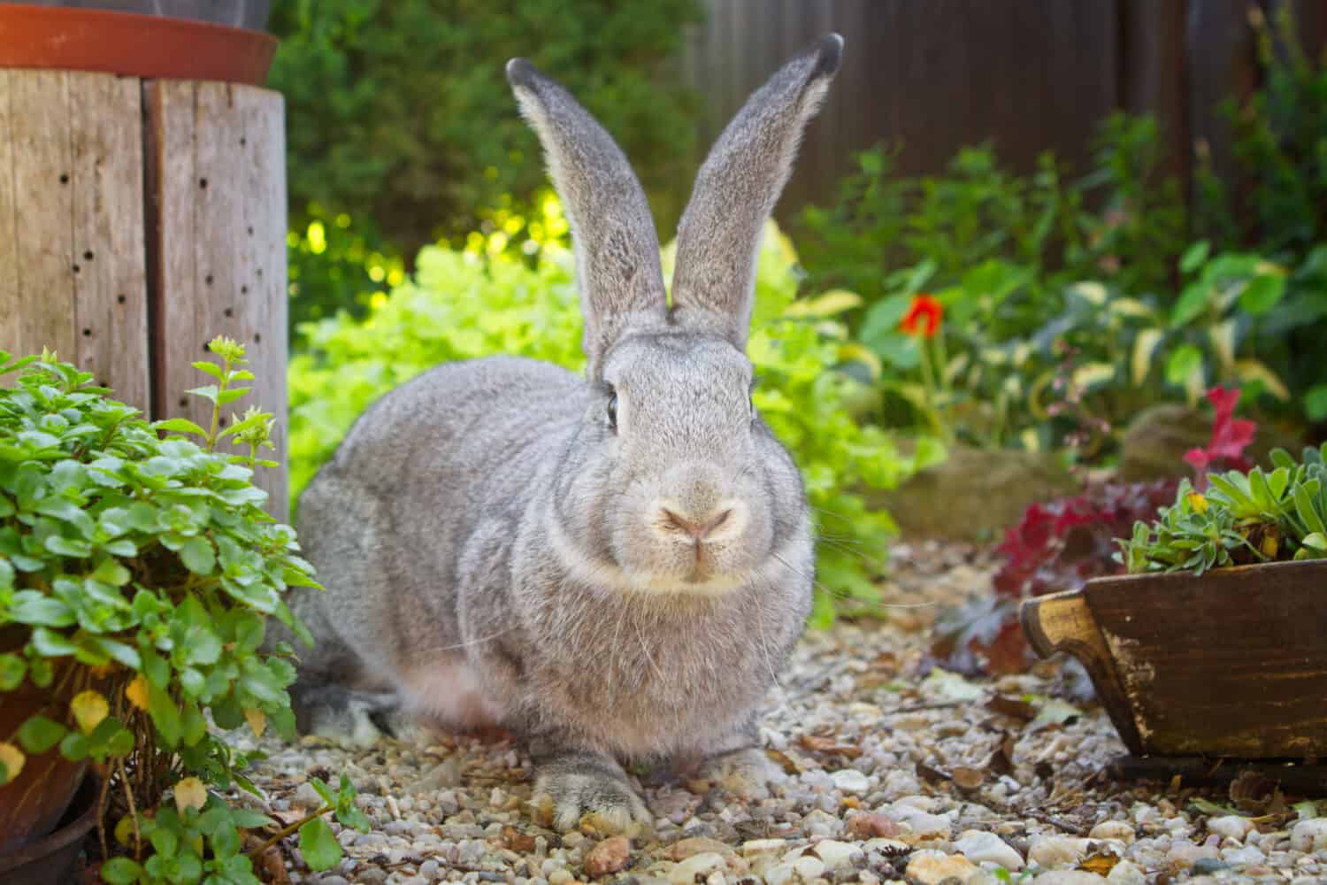Rabbit Life Span and Tips for Pet Owners