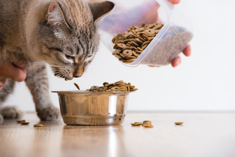 These 10 warning signs mean your cat may be unwell