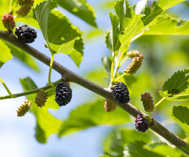 ‘Mulberry pruning needs a gentle hand’, say tree experts – discover ...