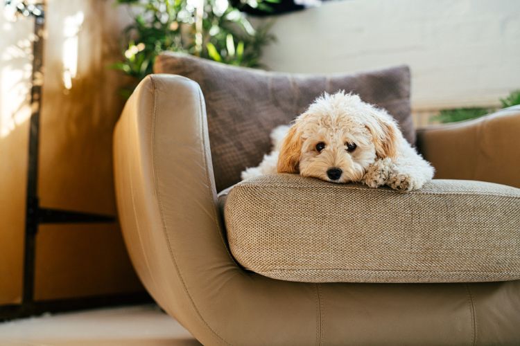 Small things that can make your dog feel unloved