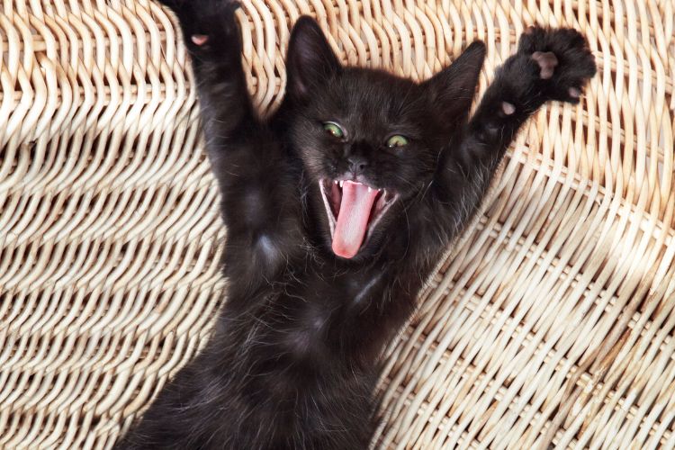 The real reasons cats race around the house