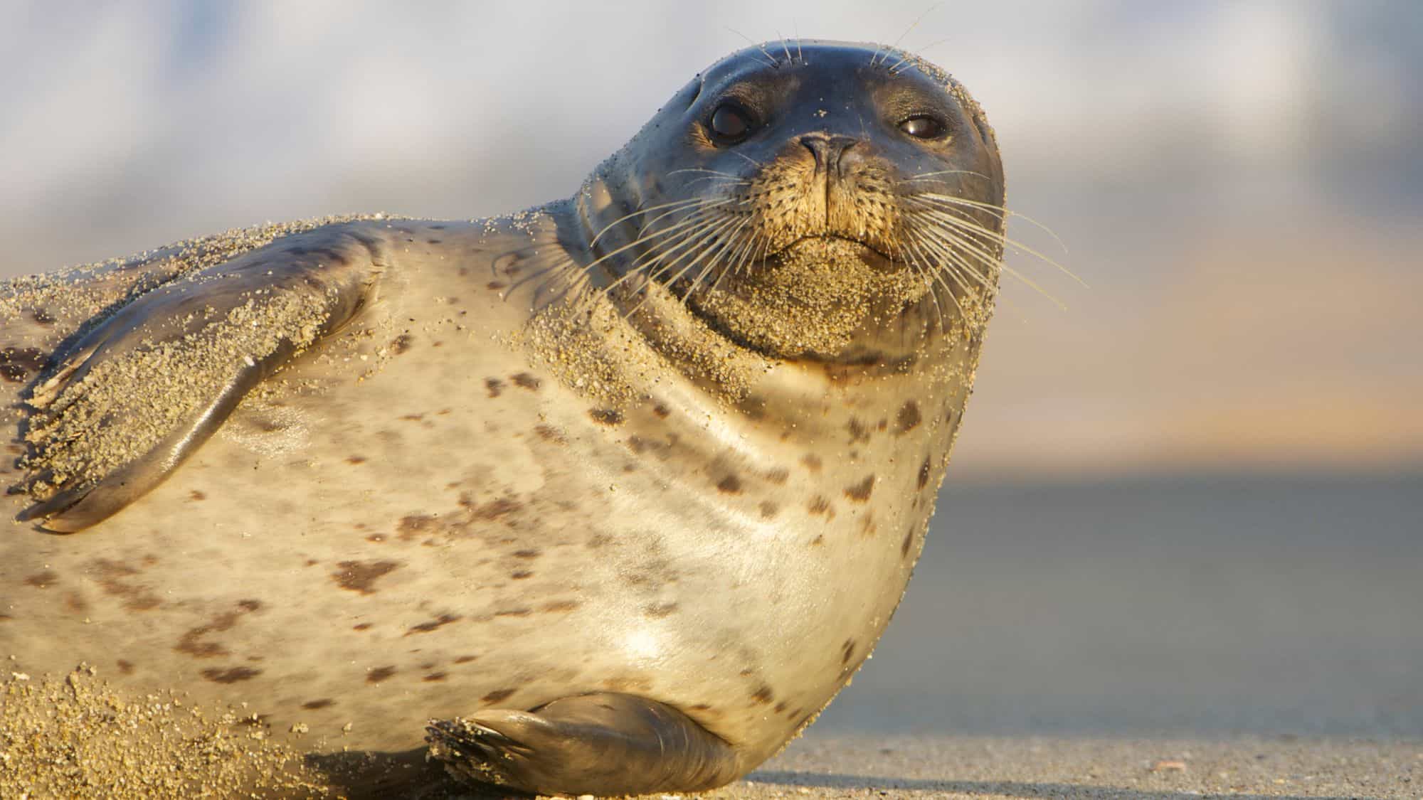 25 Fascinating Animals That Call Olympic National Park Home