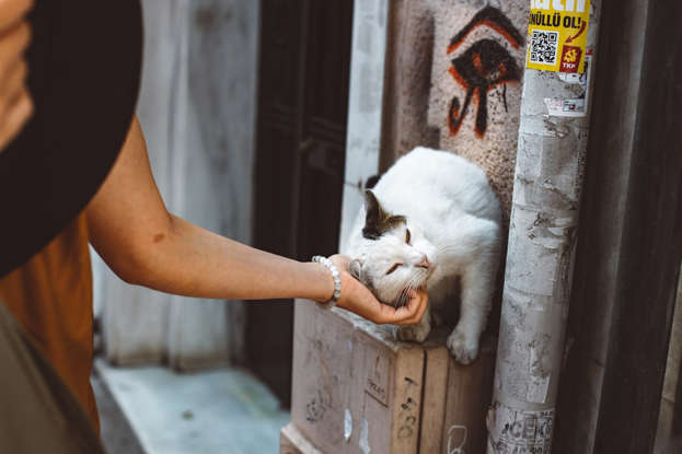 8 Natural Ways to Safely Get Rid of Stray Cats 8 Natural Ways to Safely Get Rid of Stray Cats