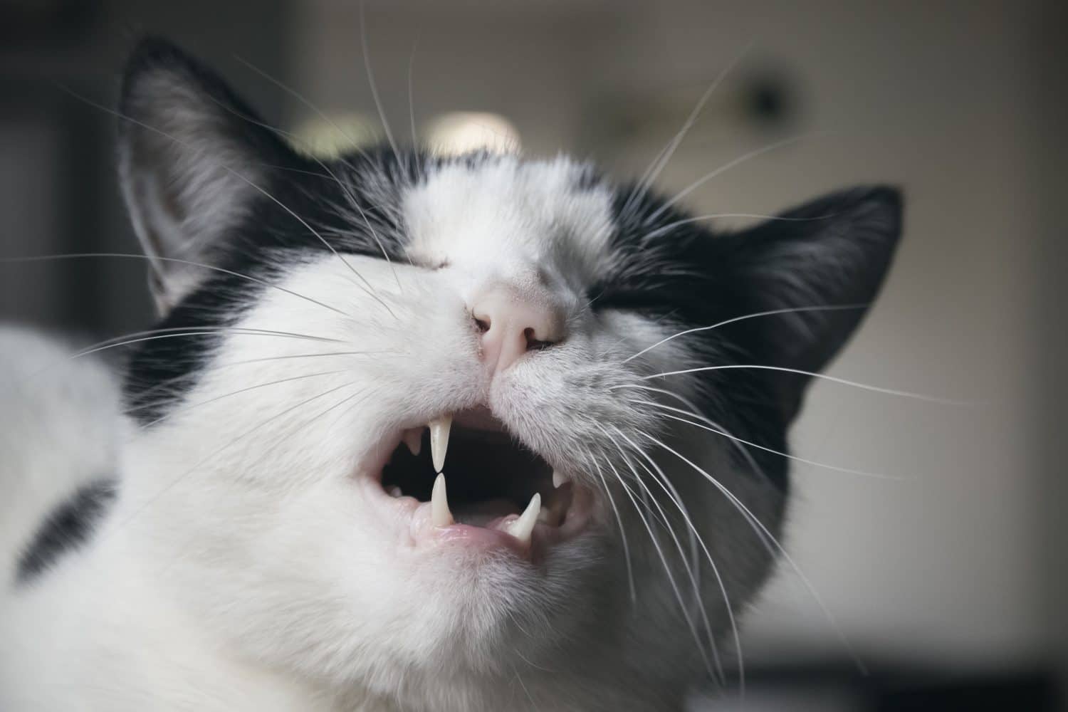 Research Reveals Cats Have 276 Different Facial Expressions