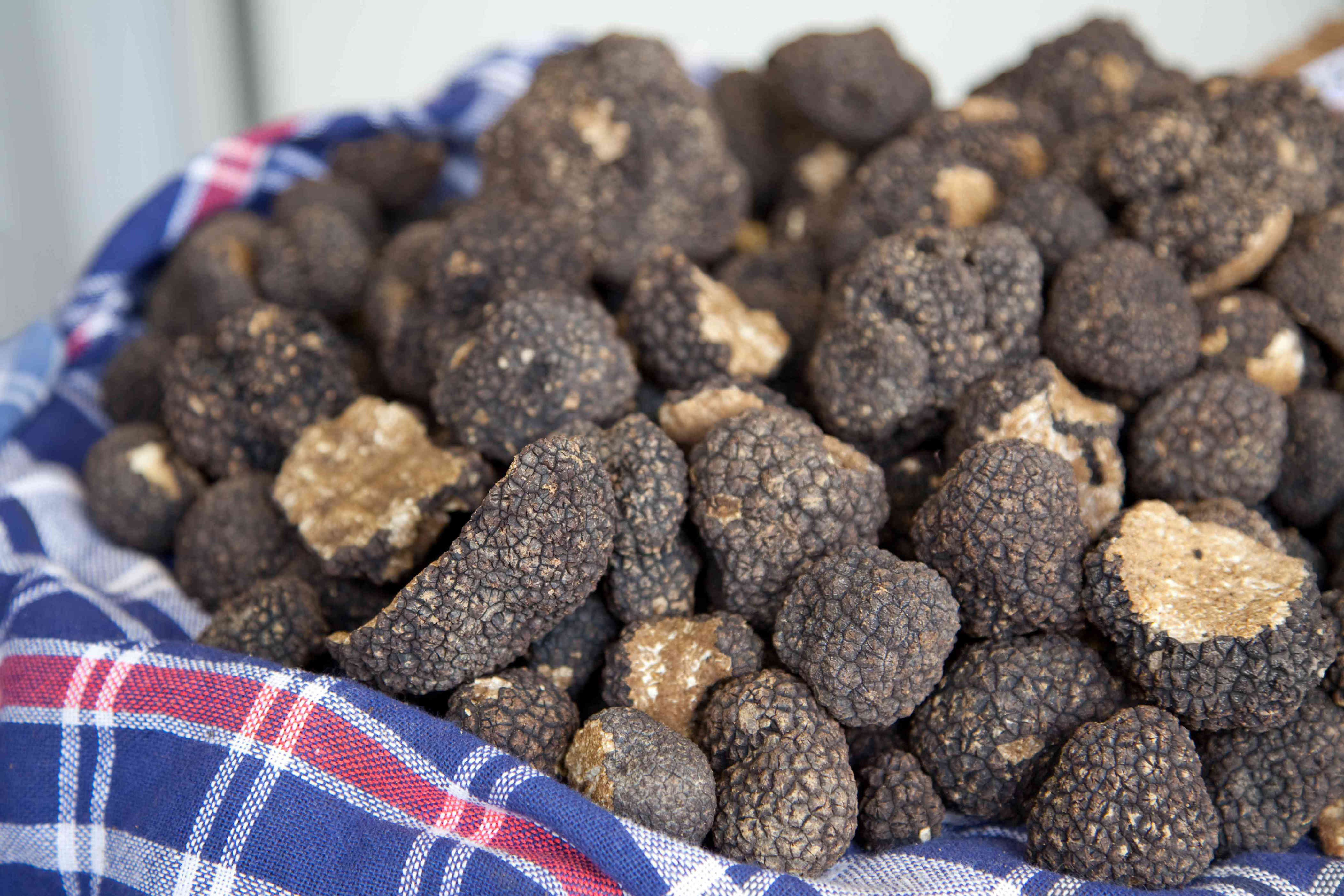 Are Truffles Mushrooms? An Expert Weighs In