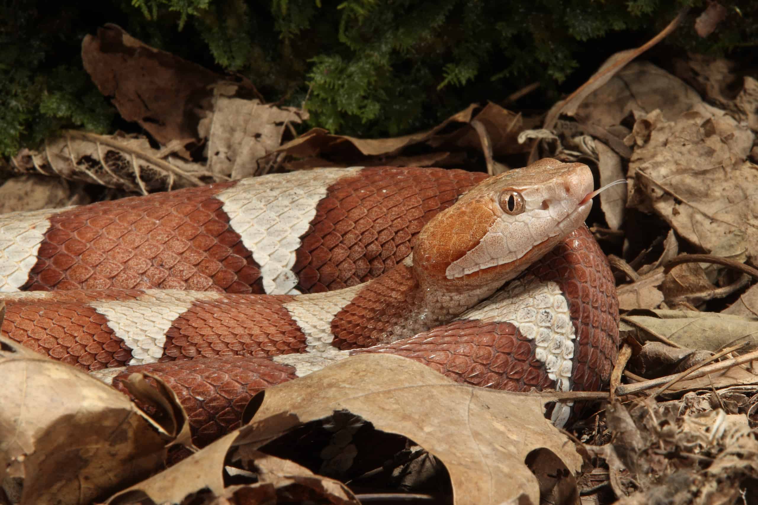 How to Distinguish a Harmless Garter Snake from a Venomous Copperhead