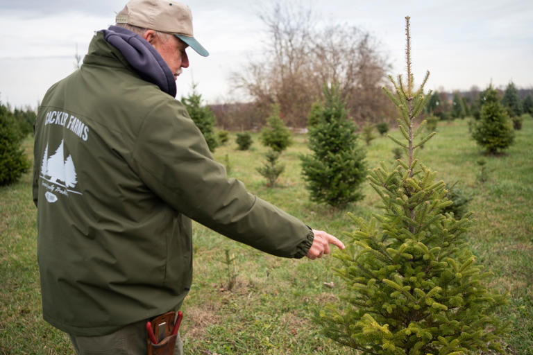 How will the drought impact Ohio's Christmas tree farms this year? What ... How will the drought impact Ohio's Christmas tree farms this year? What ...