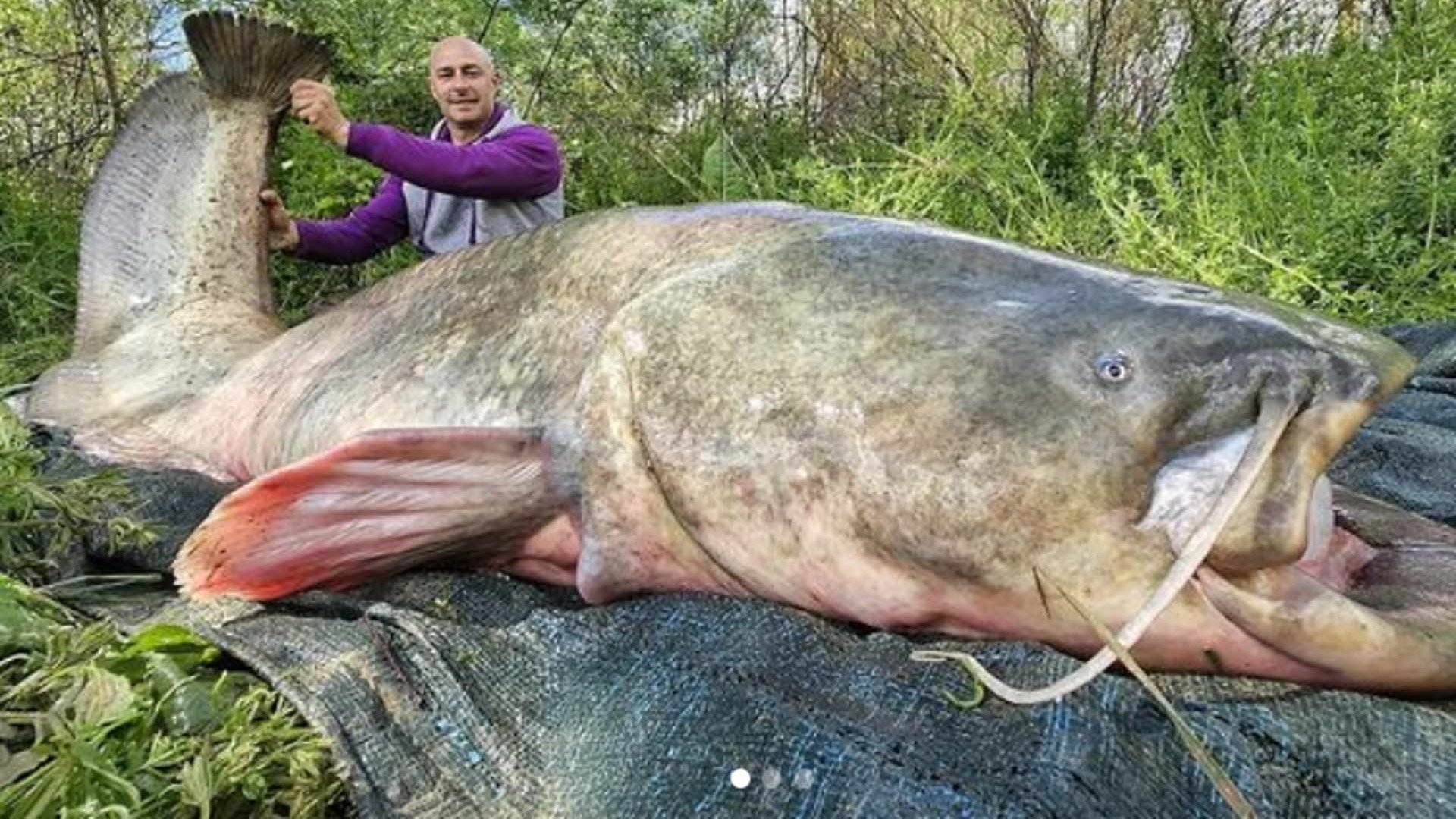 10 cose da sapere sul pesce siluro, incubo dei nostri fiumi. Info in foto