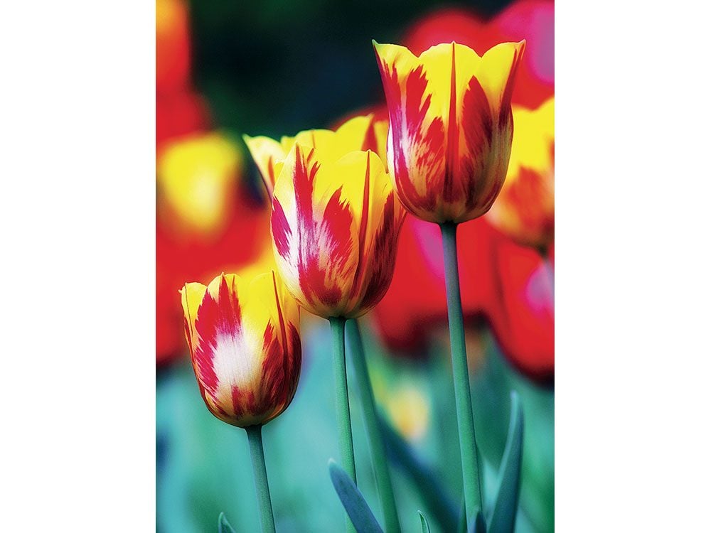 7 Flower Photography Tips You’ll Wish You Knew Sooner