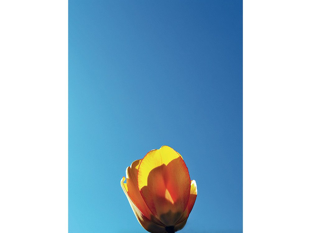 7 Flower Photography Tips You’ll Wish You Knew Sooner