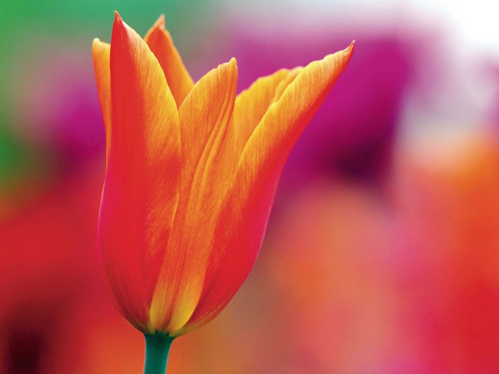 7 Flower Photography Tips You’ll Wish You Knew Sooner
