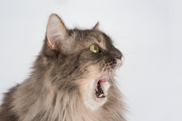 These 10 warning signs mean your cat may be unwell