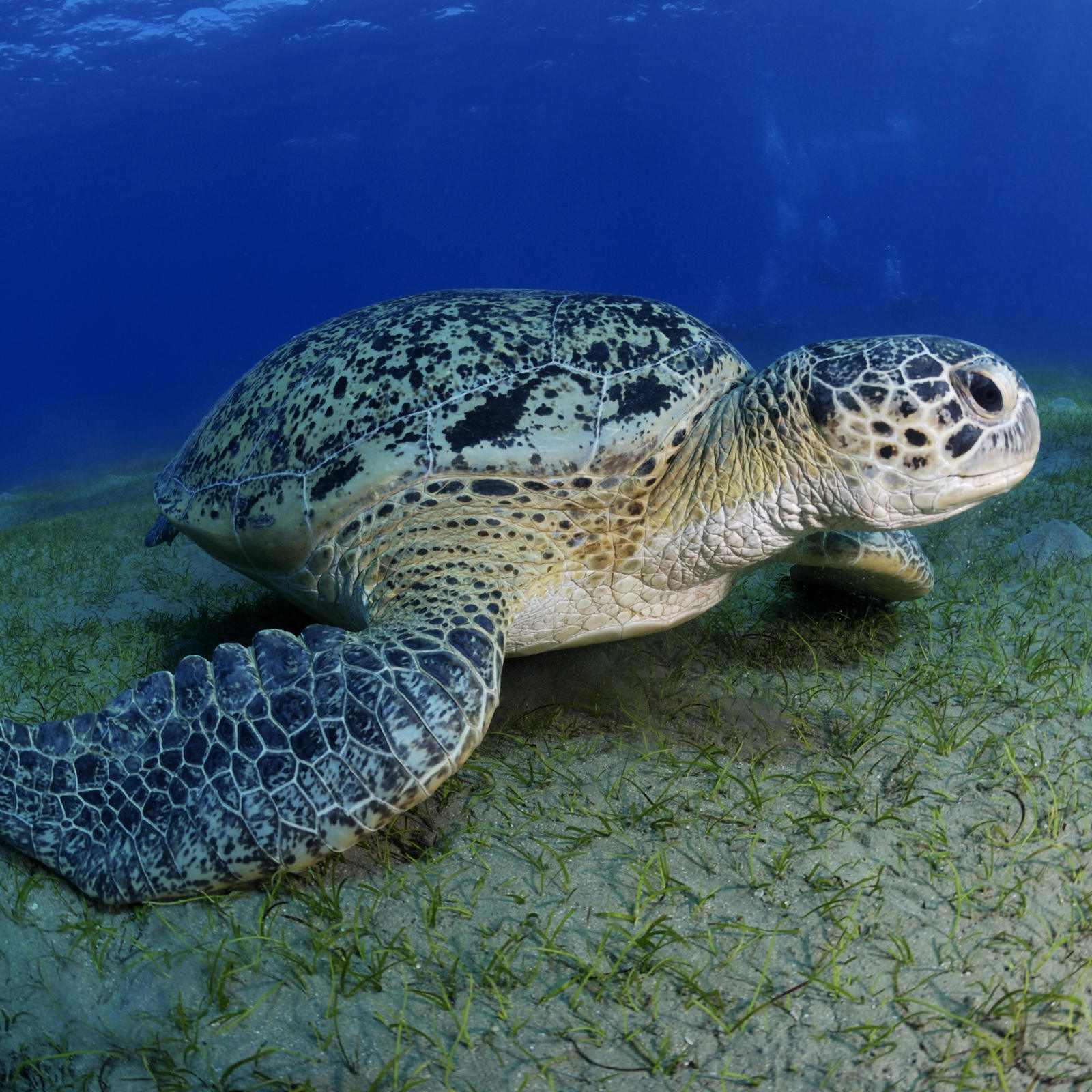 3 dead, dozens hospitalized after eating sea turtle stew 3 dead, dozens hospitalized after eating sea turtle stew