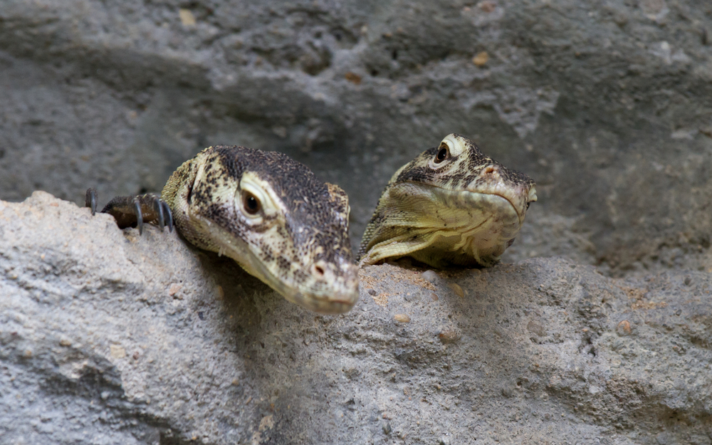 These Strange Animal Species Can Reproduce Without A Mate (Yep, Seriously)