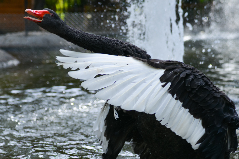 12 Animals That Are Way More Aggressive Than You Think