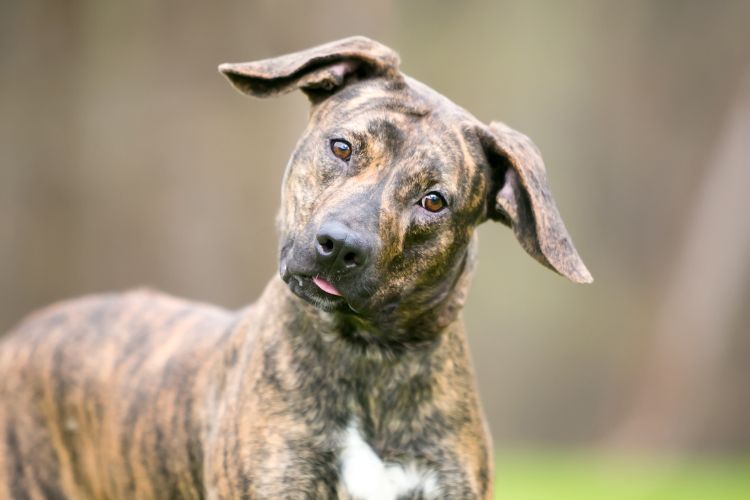 Only Dog Parents Get It: 15 Quirks That Make Life With Dogs Amazing
