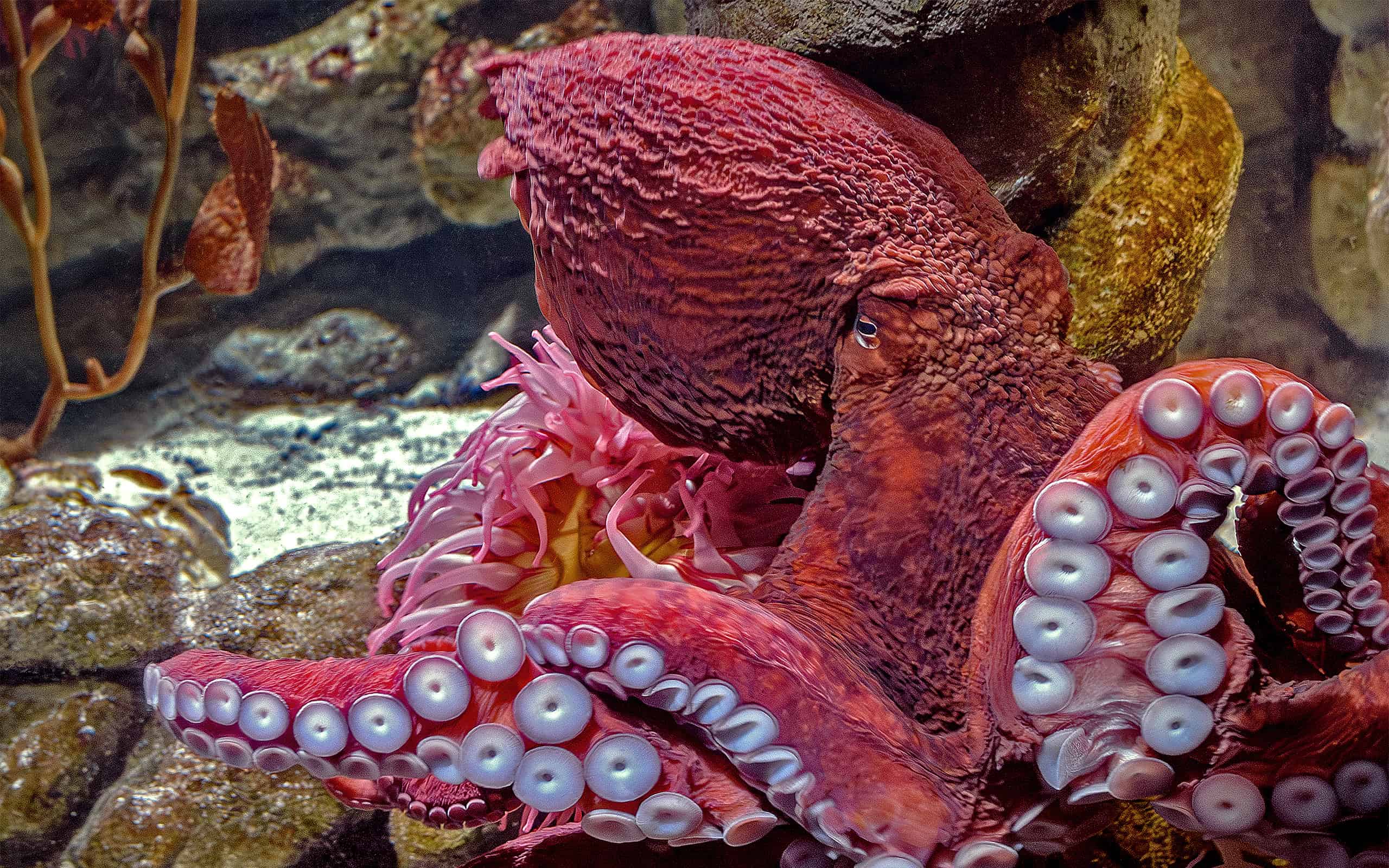 The 10 largest octopuses in the world