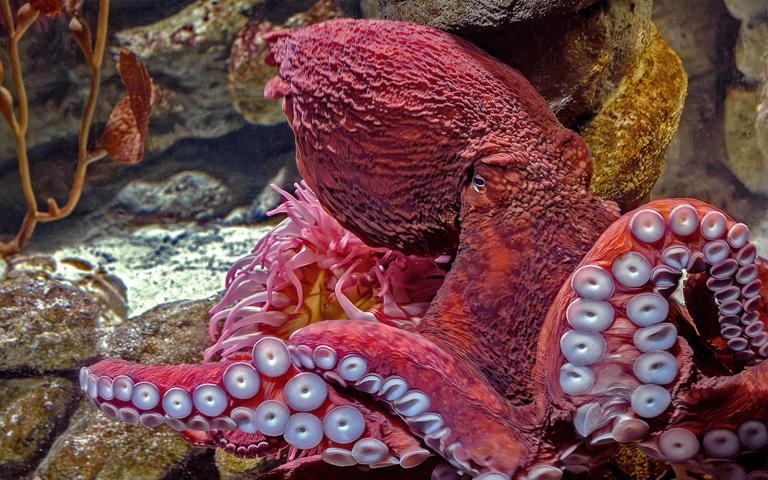 The 10 largest octopuses in the world