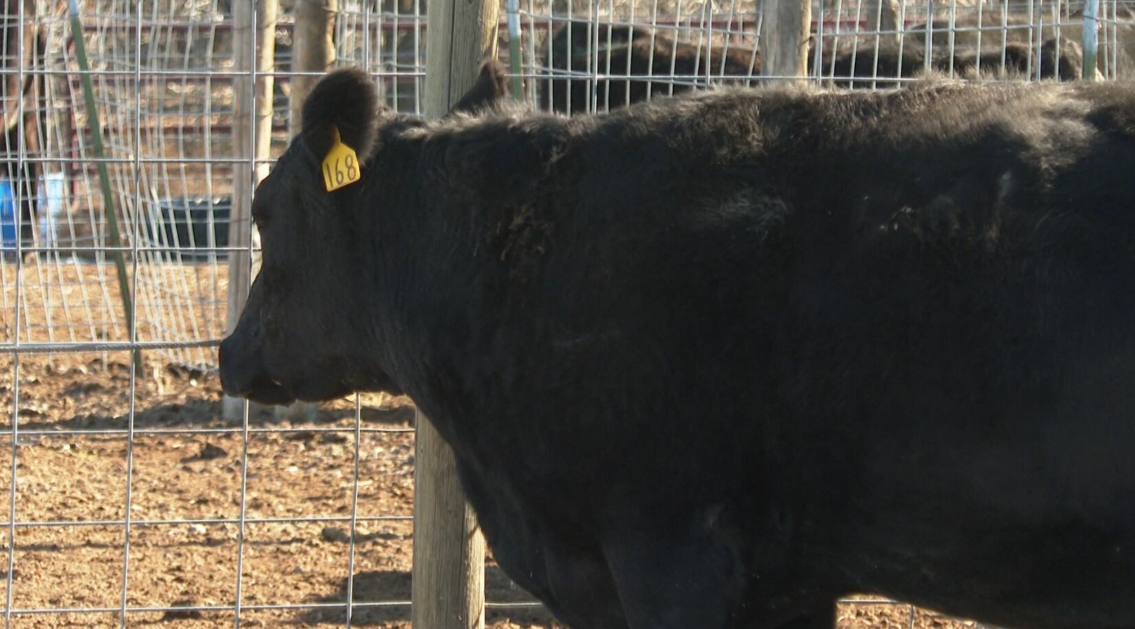 Locally sourced beef now a part of school lunch menus across the Grand ...