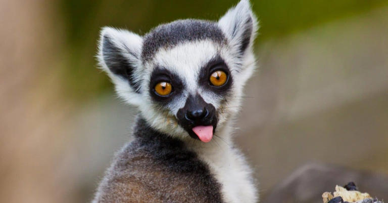 The Foul Flirting Method of Male Ring-Tailed Lemurs
