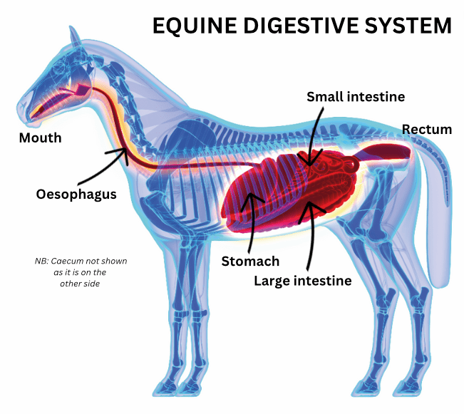This is how a horse’s digestive system works