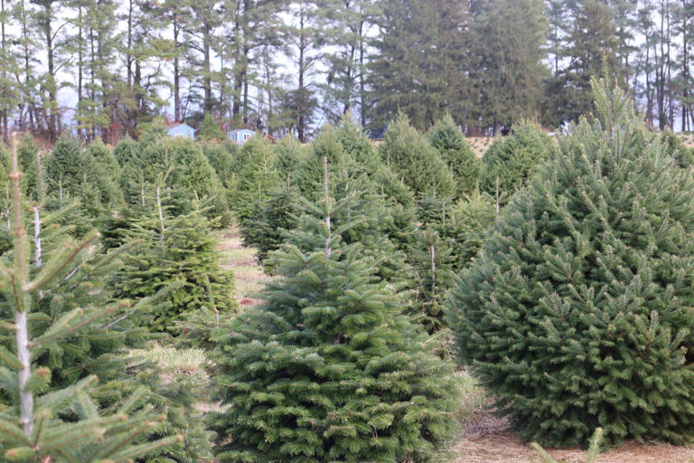 Where to pick apples, pumpkins and Christmas trees in Delaware through ...