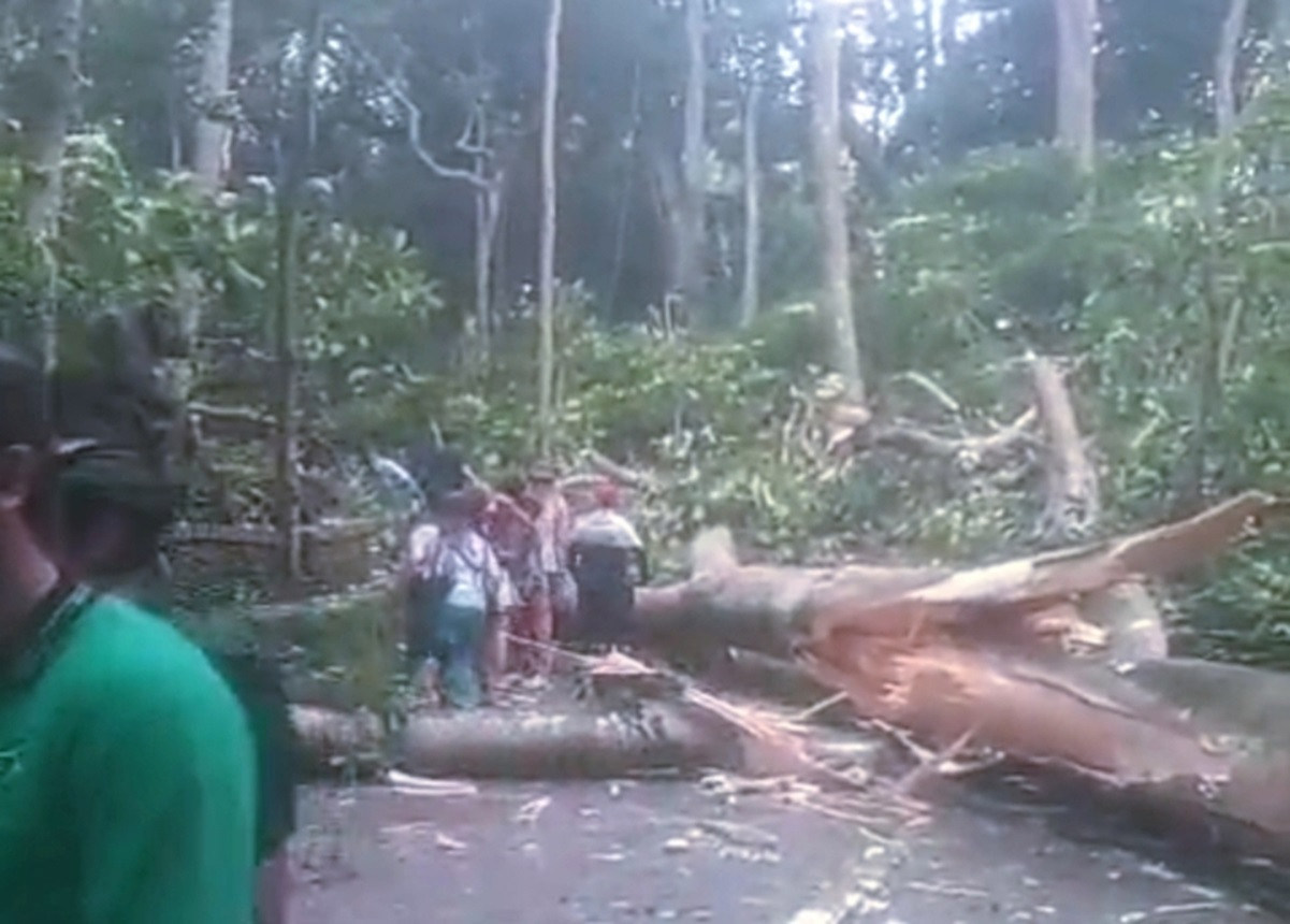 2 Turis Asing Tewas Tertimpa Pohon Tumbang di Monkey Forest Ubud Bali, OMG! 2 Turis Asing Tewas Tertimpa Pohon Tumbang di Monkey Forest Ubud Bali, OMG!