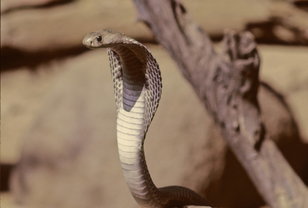12 Of The Most Terrifying Snake Attacks On Humans Ever Recorded