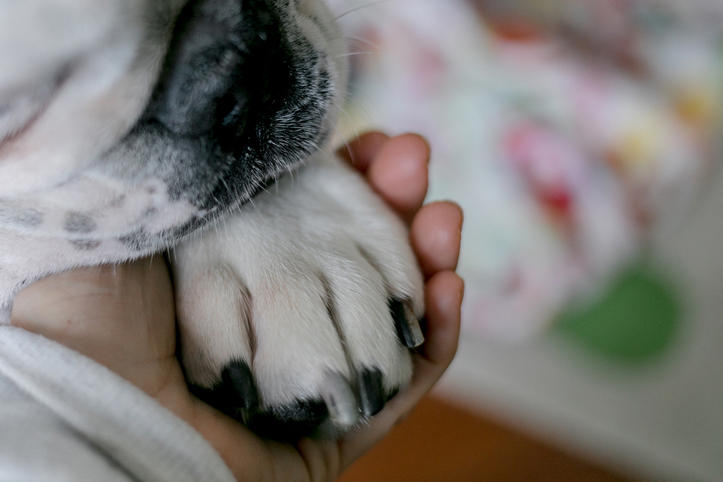 ‘Say yes to the pet’: Cleveland APL slashes adoption fees