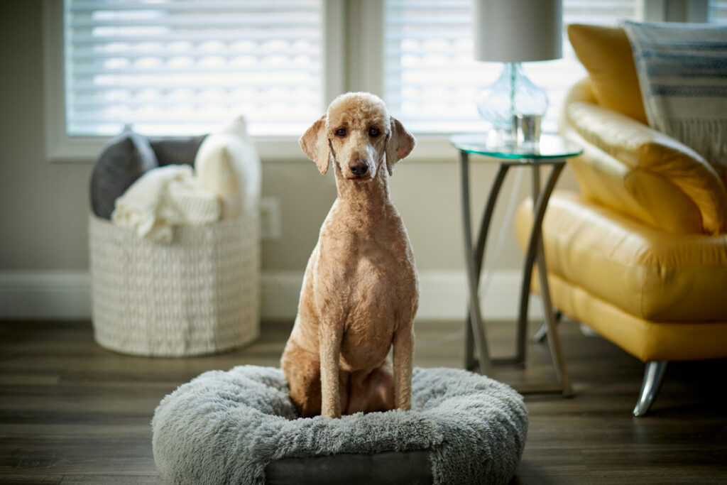 Designer Dogs or Pricey Mutts? The Truth Exposed About ‘Luxury’ Breeds