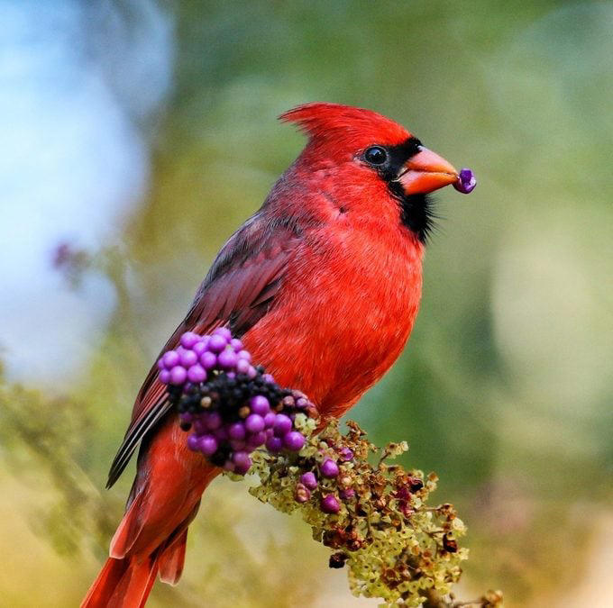 Grow More Native Plants for Birds