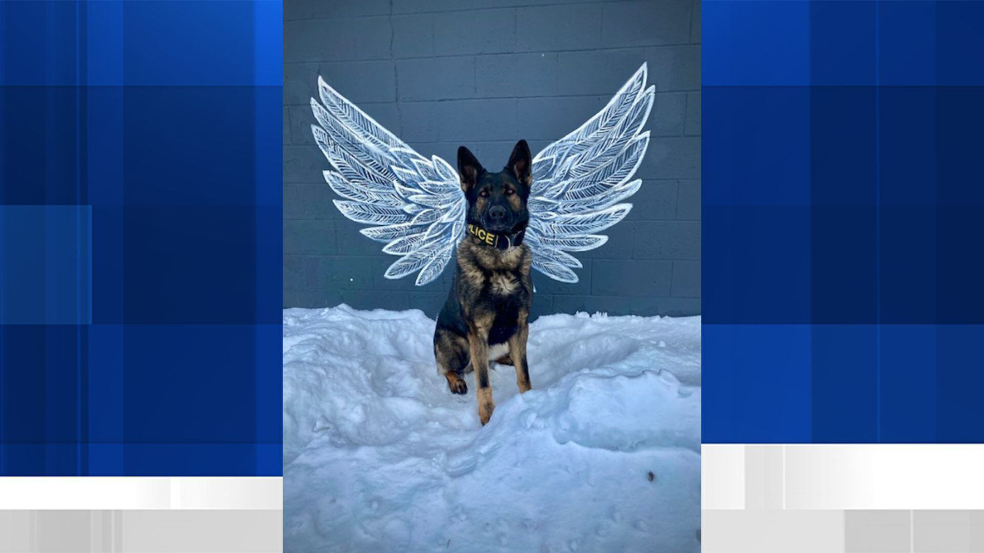 La Crosse Police Department announces death of K9 Loki La Crosse Police Department announces death of K9 Loki