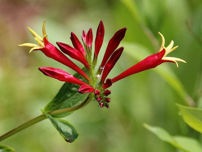 Grow More Native Plants for Birds