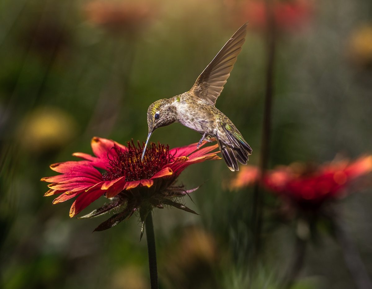 Grow More Native Plants for Birds