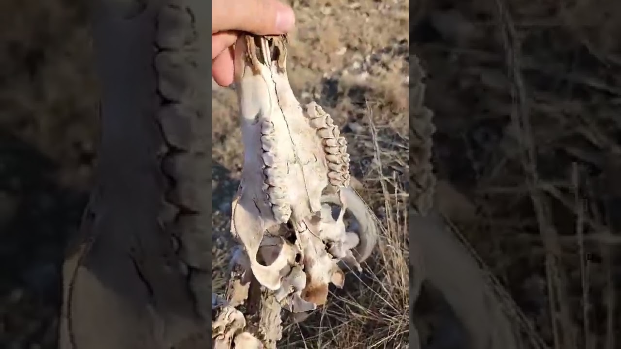 Watch These Whitetail Deer Lock Their Antlers