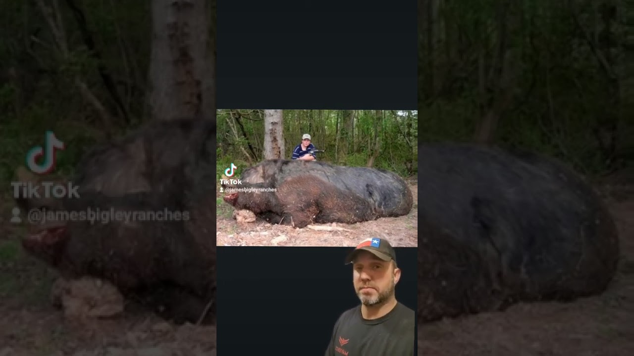 Largest Pig in the World: Surprising Facts