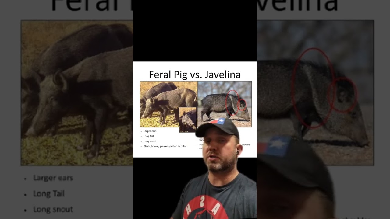 Javelina vs. Pigs – The Real Differences Explained!