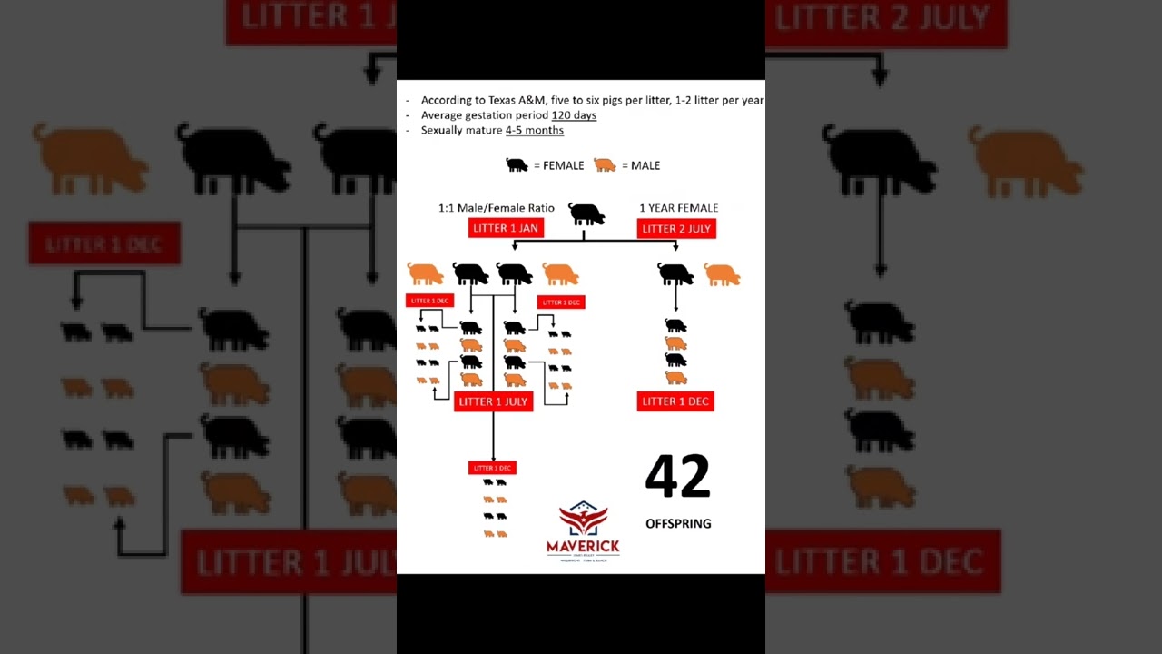 Feral Pig Reproduction – Why the Population Is Exploding!
