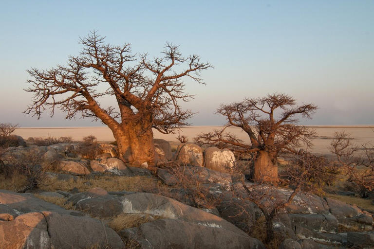 The secret life of baobabs: How bats and moths keep Africa's giant ...