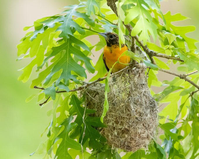 How to Identify a Baltimore Oriole Bird
