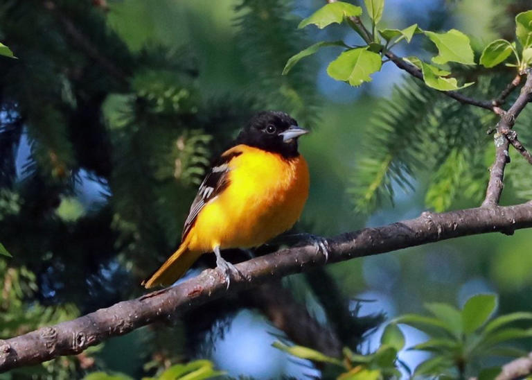 How to identify a Baltimore oriole bird