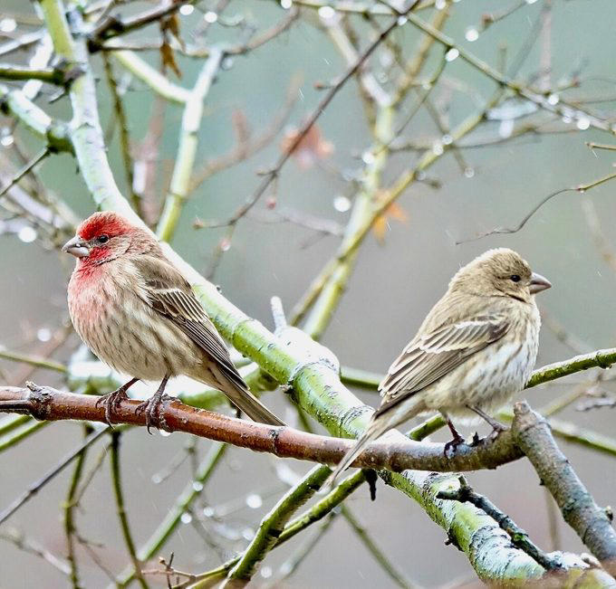 How to Identify a House Finch