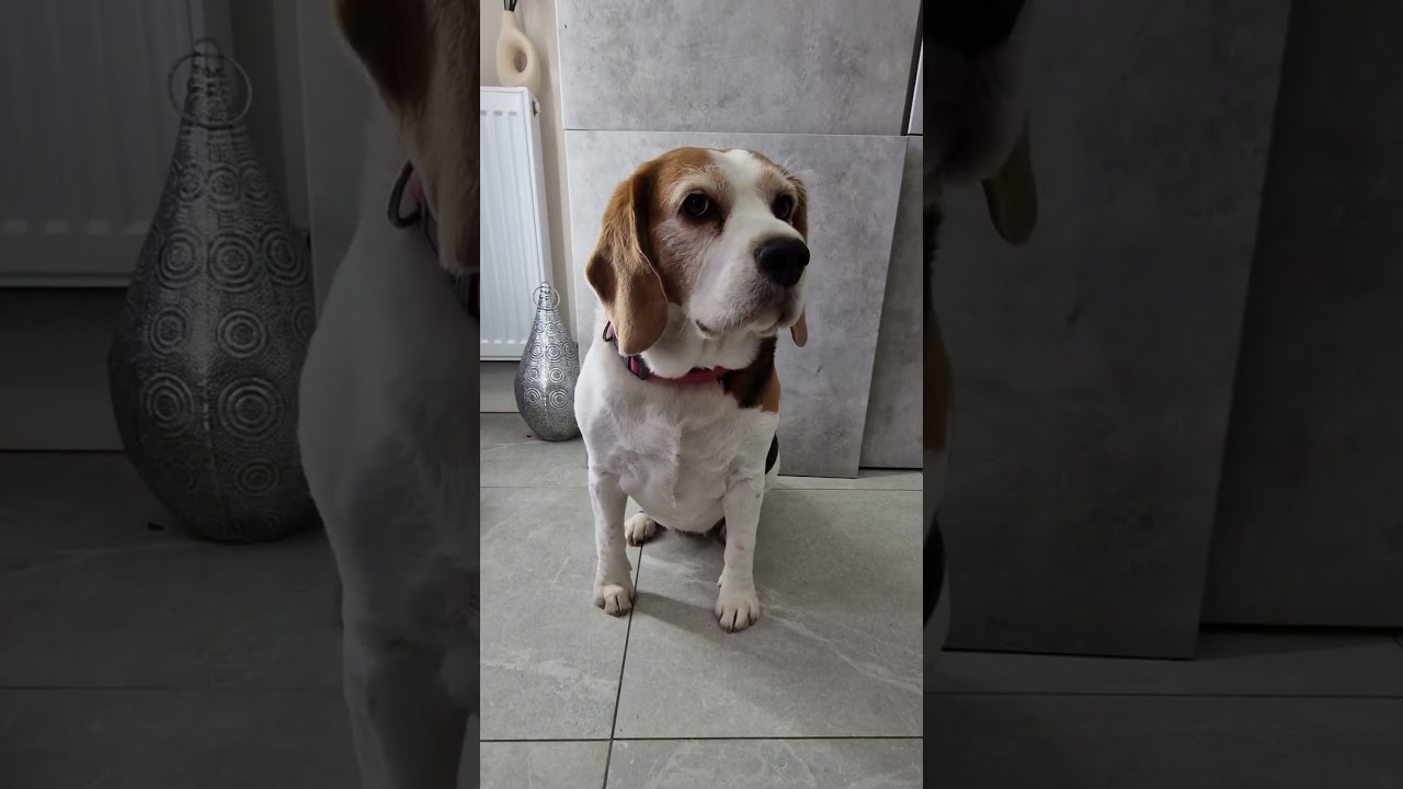 Two types of beagles reveal classic funny contrasts