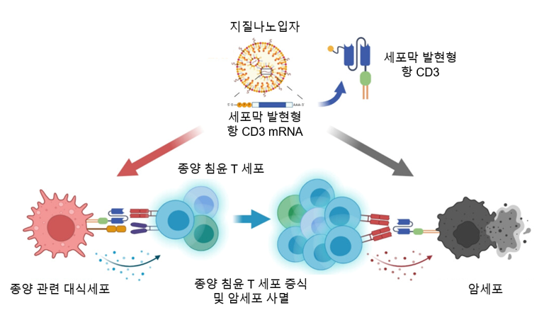 “癌 종양서 항암면역세포 증식” KAIST, mRNA 치료제 개발