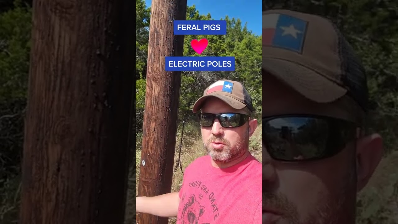 Feral Pigs and Electric Poles: The Connection