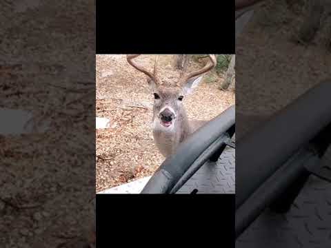 Understanding Whitetail Deer Rut in Texas: A Complete Guide