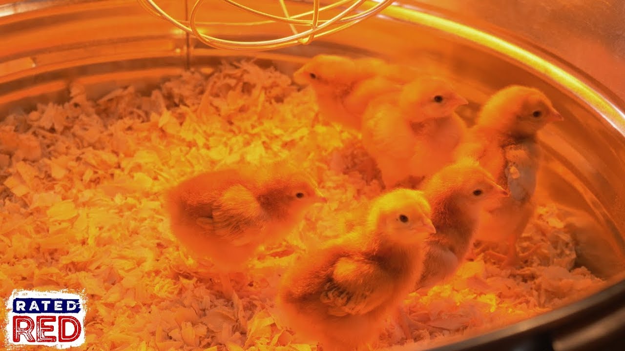 Raising Baby Chicks: Everything You Need to Succeed