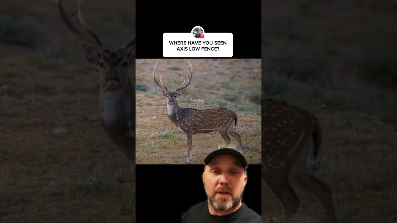Axis Deer in Texas: Hunting and Conservation